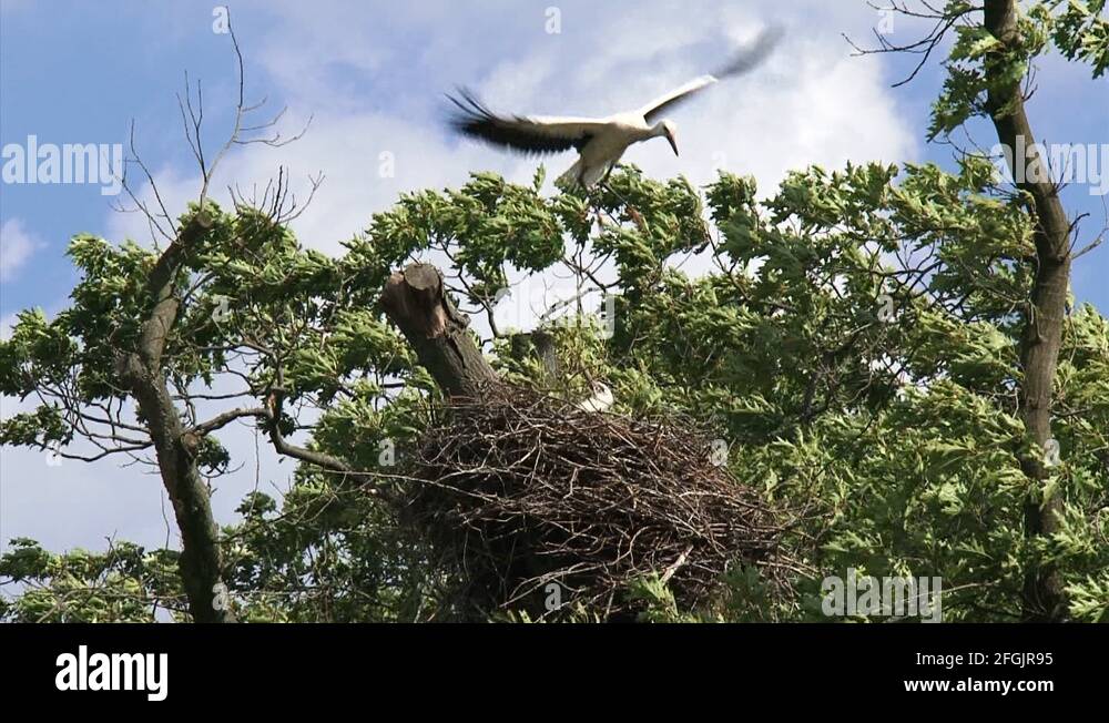 Bird first flight nest Stock Videos & Footage - HD and 4K Video Clips ...