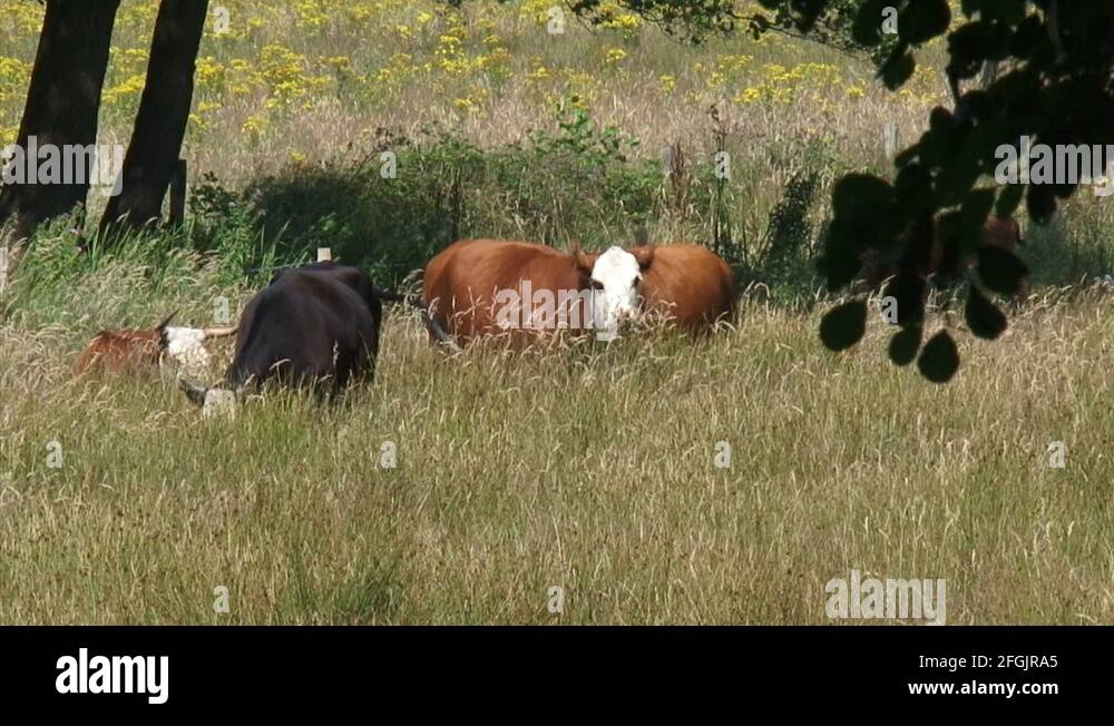 Grazing ruminants Stock Videos & Footage - HD and 4K Video Clips - Alamy