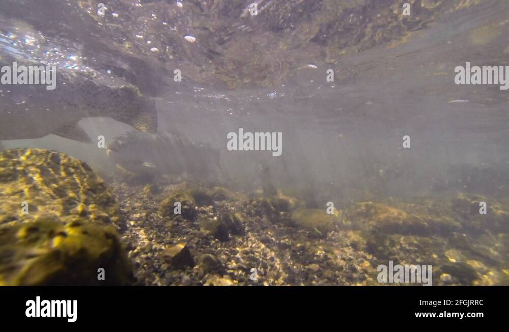 Feeding trout Stock Videos & Footage - HD and 4K Video Clips - Alamy