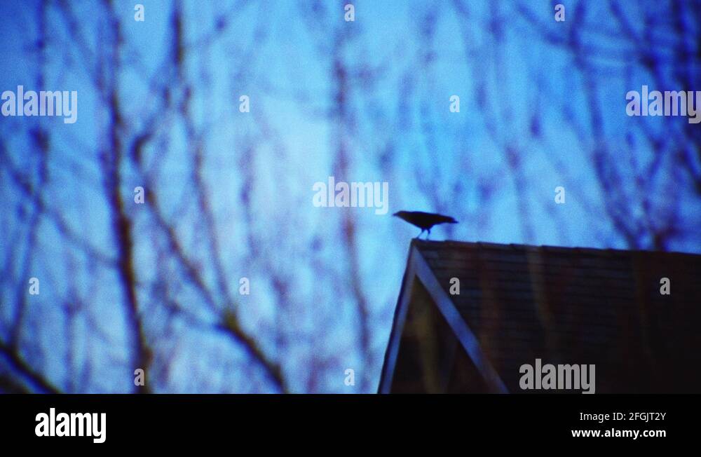 Raven migration Stock Videos & Footage - HD and 4K Video Clips - Alamy