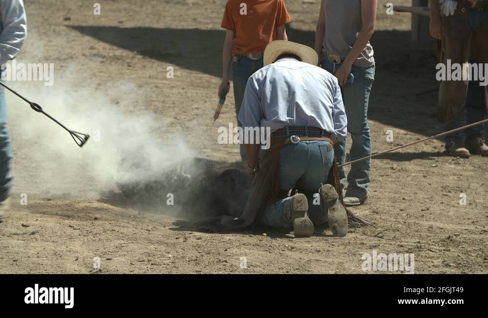 Cowboy roping calf for branding Stock Videos & Footage - HD and 4K ...