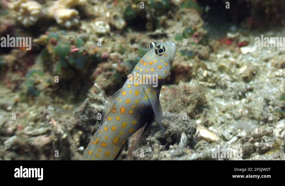Fish with yellow spots underwater of deep sea in search of food in ...