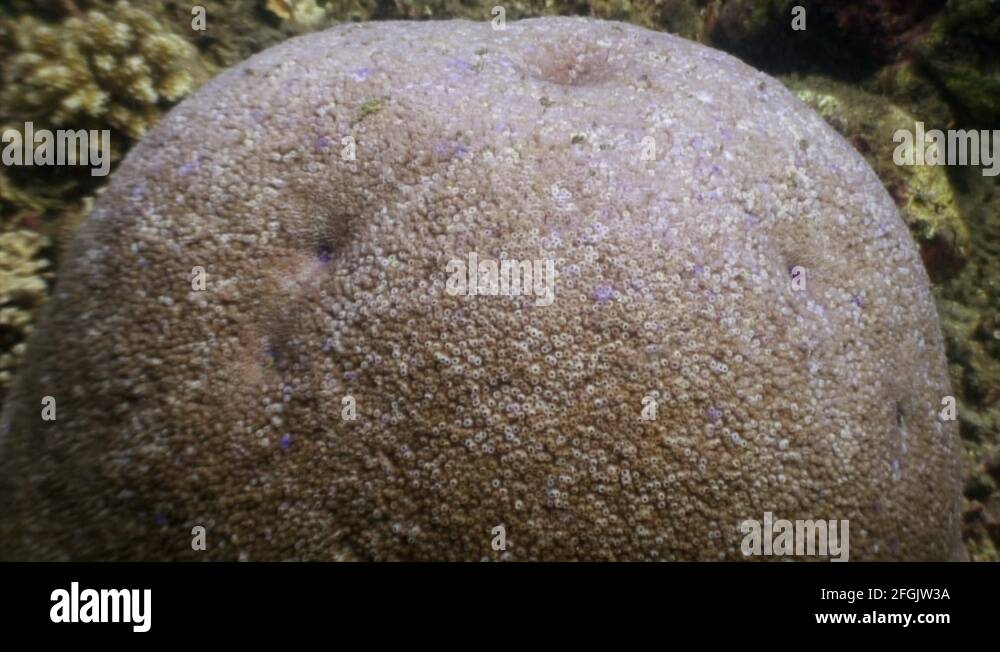 Diving sphere Stock Videos & Footage - HD and 4K Video Clips - Alamy
