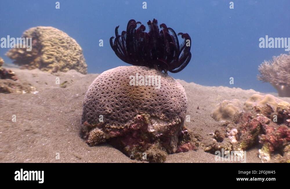 Coral lily Stock Videos & Footage - HD and 4K Video Clips - Alamy