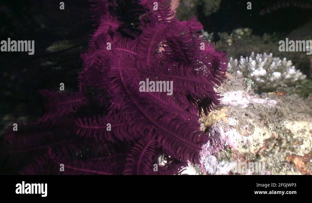 Sea lily underwater Stock Videos & Footage - HD and 4K Video Clips - Alamy