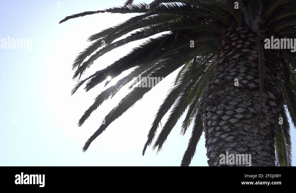 Palm tree with ocean mist blowing by in sunshine 4k Stock Video Footage ...