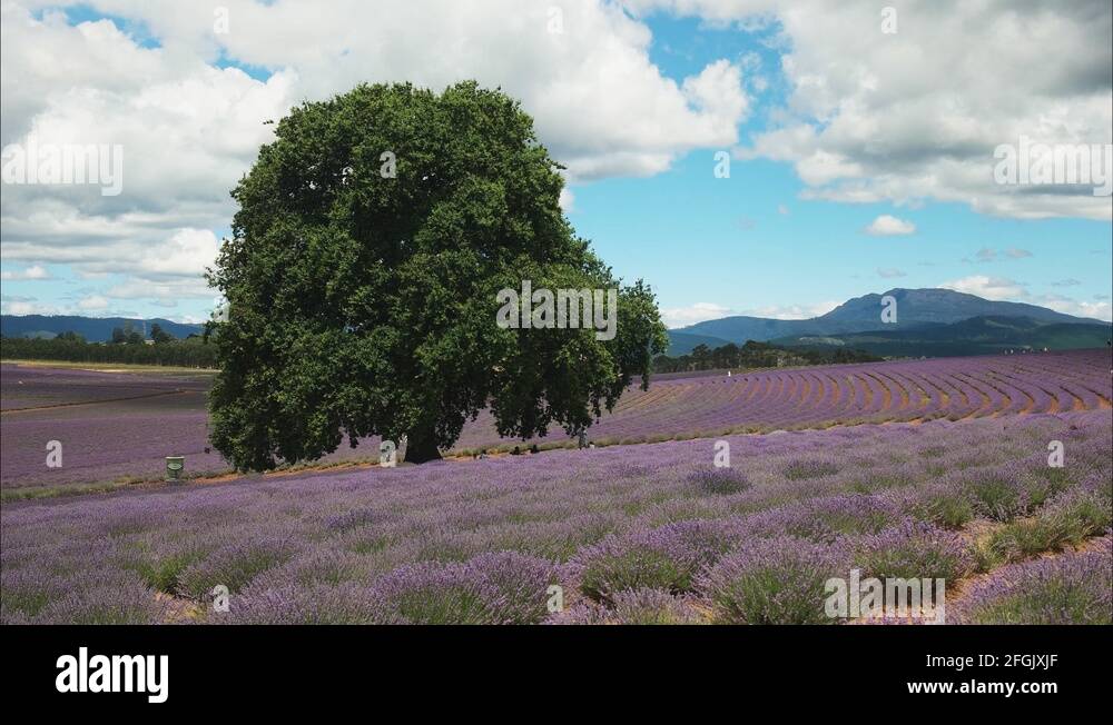 Oak tree in lavender field Stock Videos & Footage - HD and 4K Video ...