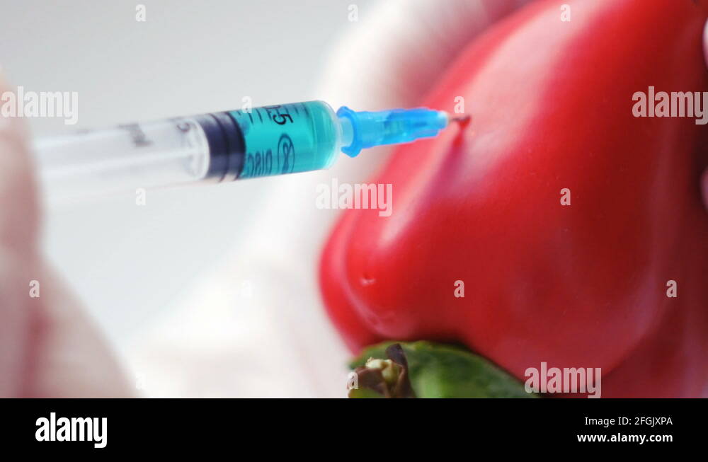 GMO injection with syringe in pepper by the hands in white gloves Stock ...
