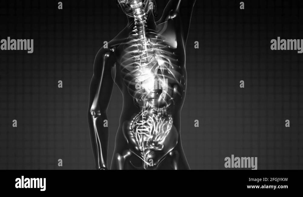 science anatomy of human body in x-ray with glow skeleton bones Stock ...