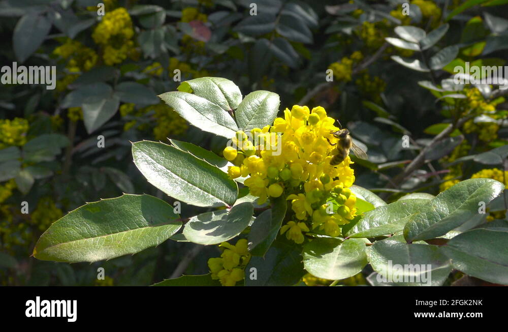 Exotic flowering shrubs Stock Videos & Footage - HD and 4K Video Clips ...