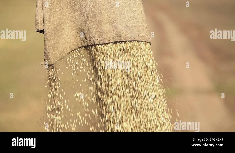 Grain hopper wheat Stock Videos & Footage - HD and 4K Video Clips - Alamy