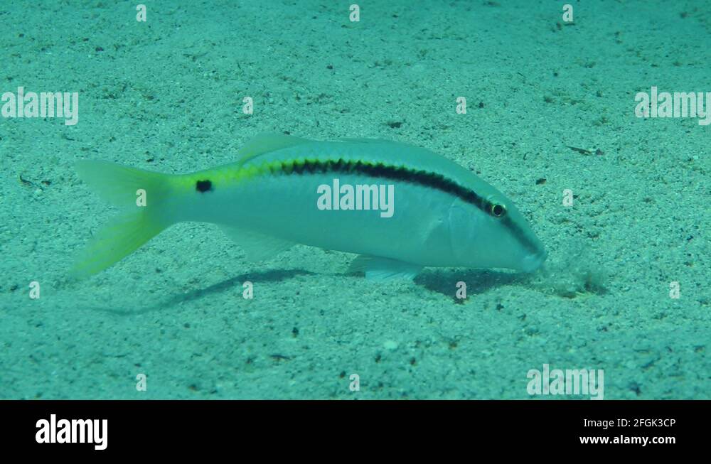 Red sea goatfish Stock Videos & Footage - HD and 4K Video Clips - Alamy