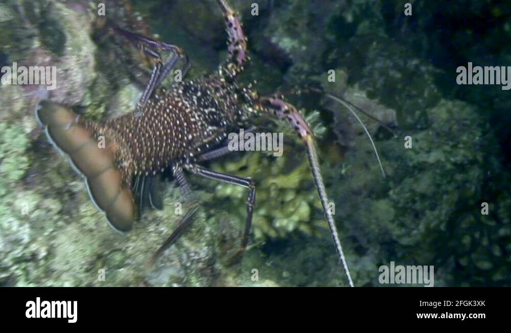Crayfish underwater in ocean of wildlife Philippines Stock Video ...