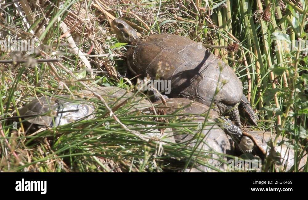 Western swamp turtle Stock Videos & Footage - HD and 4K Video Clips - Alamy