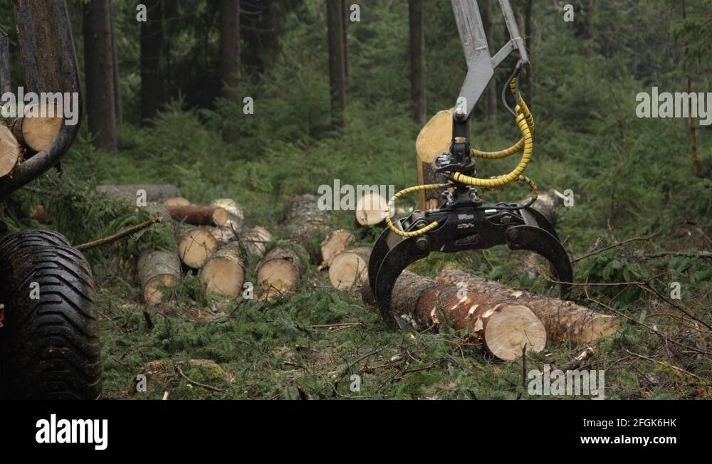 CLOSE UP: Log loader harvesting loading tree trunks and timber on ...