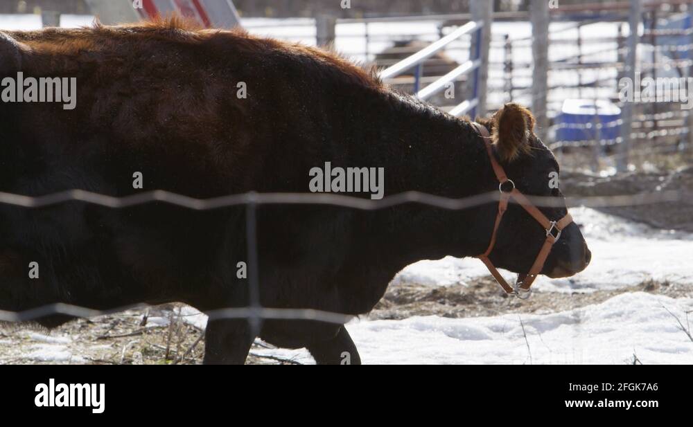 Barnyard bull Stock Videos & Footage - HD and 4K Video Clips - Alamy