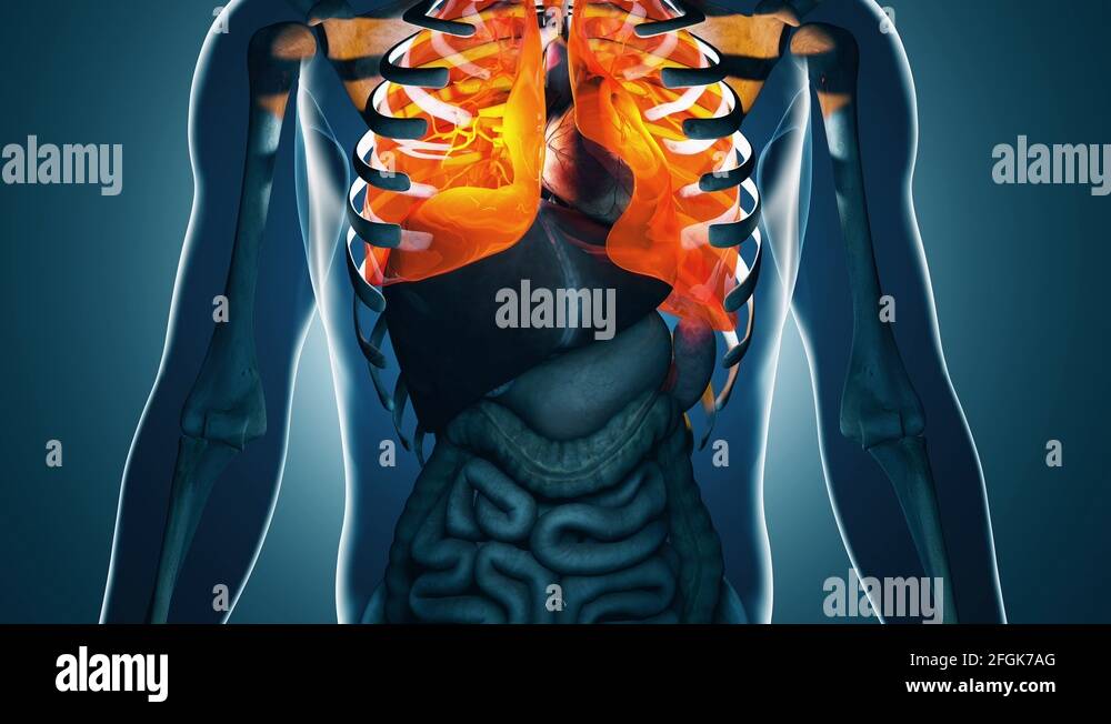 Air breathing organs Stock Videos & Footage - HD and 4K Video Clips - Alamy