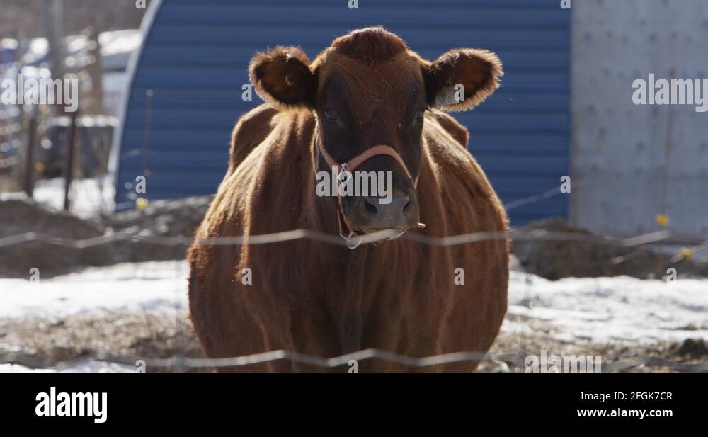 cow for livestock form in windy barnyard slow motion 4k Stock Video ...