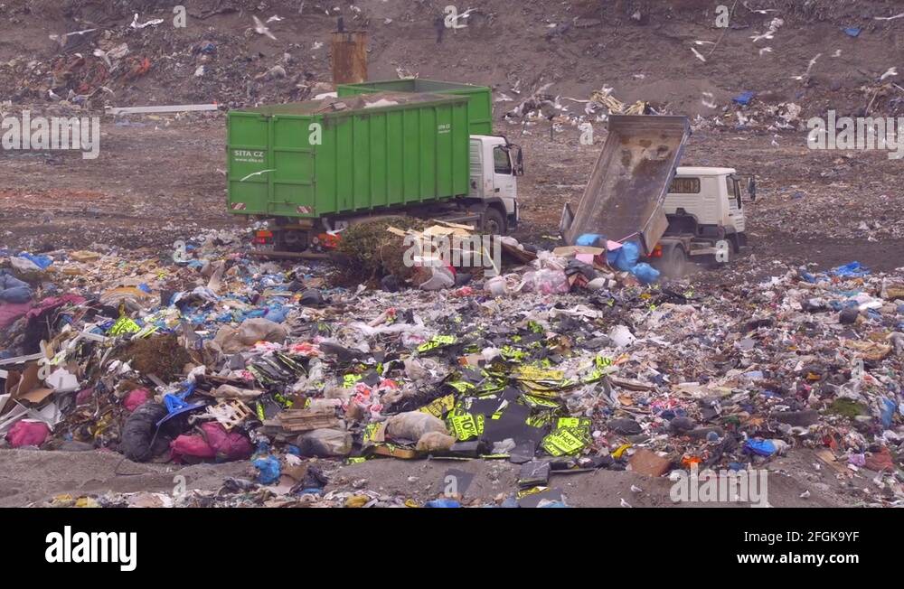 Garbage vehicles at the landfill surrounded by a flock of seagulls ...