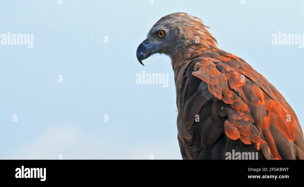 Bird profile Stock Videos & Footage - HD and 4K Video Clips - Alamy