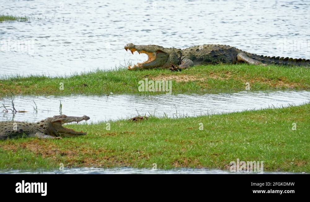 Freshwater crocodile habitat Stock Videos & Footage - HD and 4K Video ...