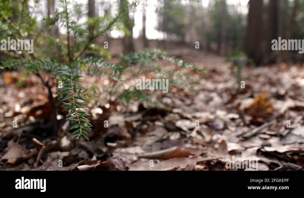 Baby pine tree Stock Videos & Footage - HD and 4K Video Clips - Alamy