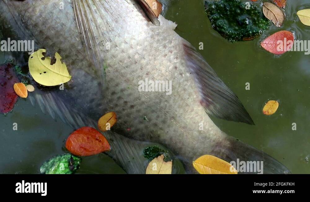 Algae pollution dead fish Stock Videos & Footage - HD and 4K Video ...