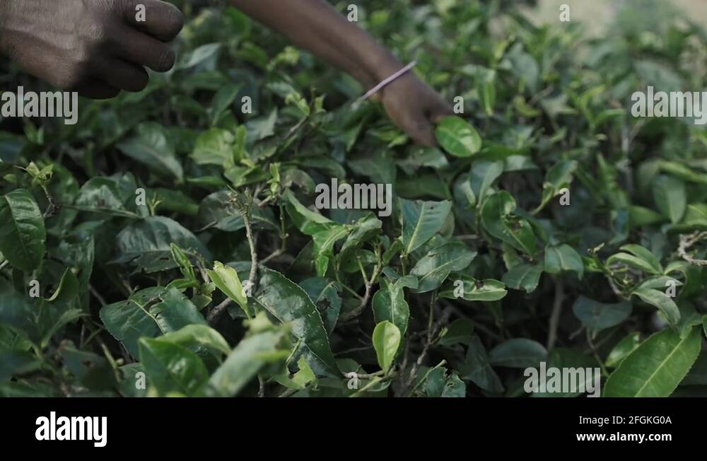 Tamil female tea picker Stock Videos & Footage - HD and 4K Video Clips ...
