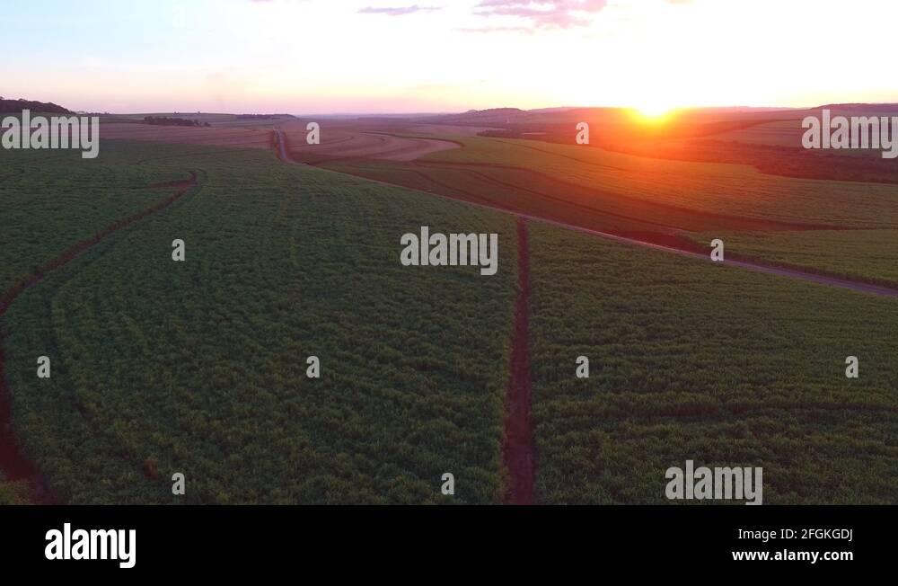 Plantation brazil sugar Stock Videos & Footage - HD and 4K Video Clips ...