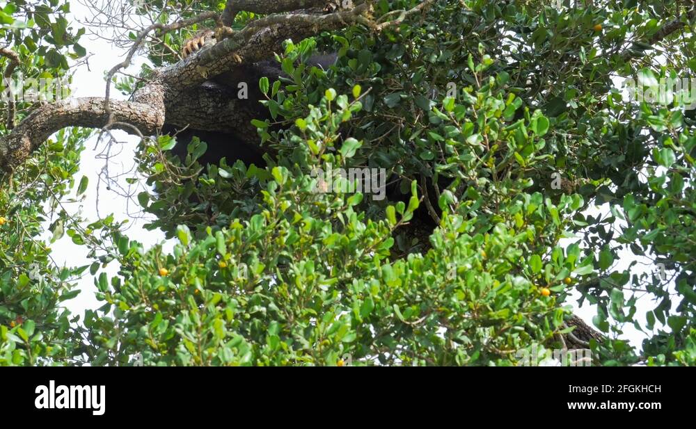 Sloth Bear wild animal climbing Manilkara Hexandra tree in Sri Lanka ...