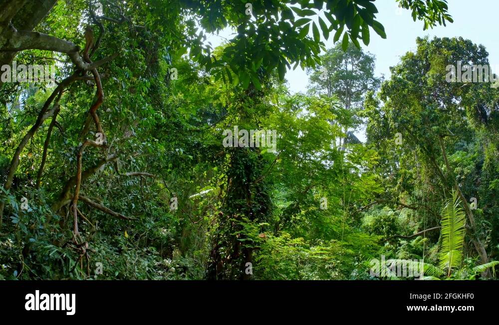 Sumatran jungle Stock Videos & Footage - HD and 4K Video Clips - Alamy