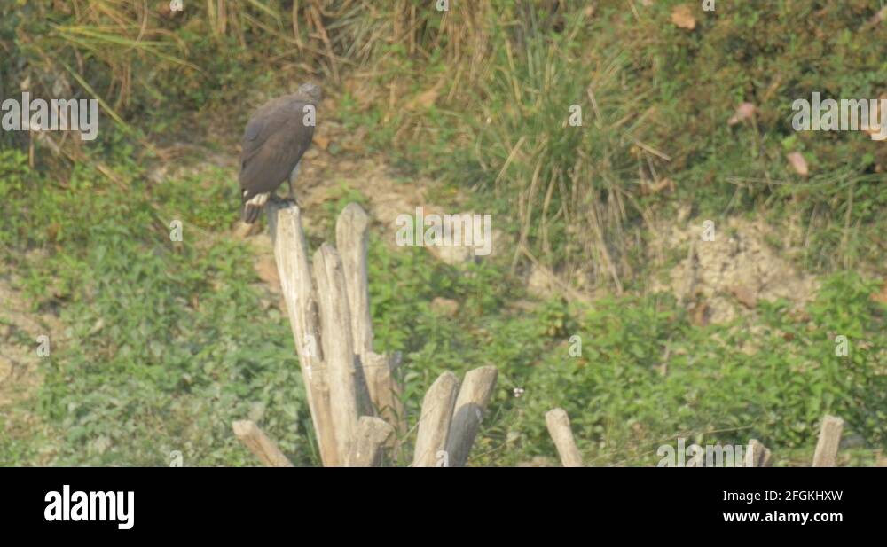 Bad eagle Stock Videos & Footage - HD and 4K Video Clips - Alamy