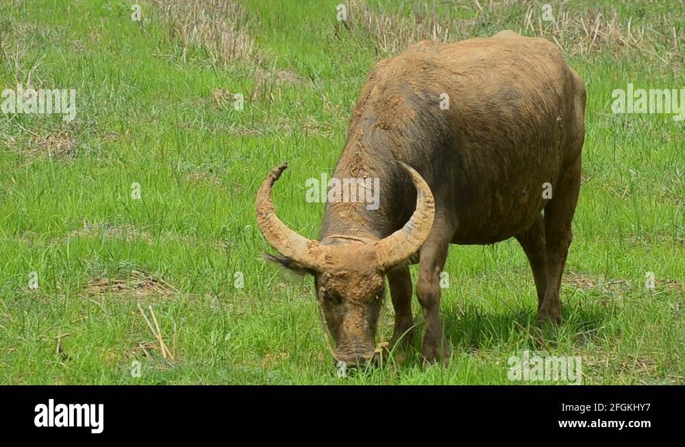 Countryside buffalo Stock Videos & Footage - HD and 4K Video Clips - Alamy