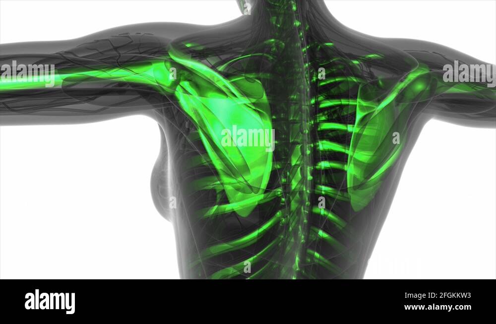 science anatomy of human body in x-ray with glow skeleton bones Stock ...