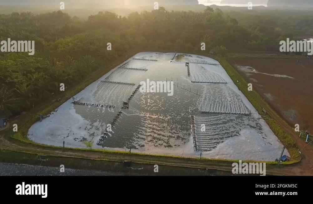 Aerial: Shrimp and Prawn Farm Pool. Phang Nga, Thailand. HD Slowmotion ...
