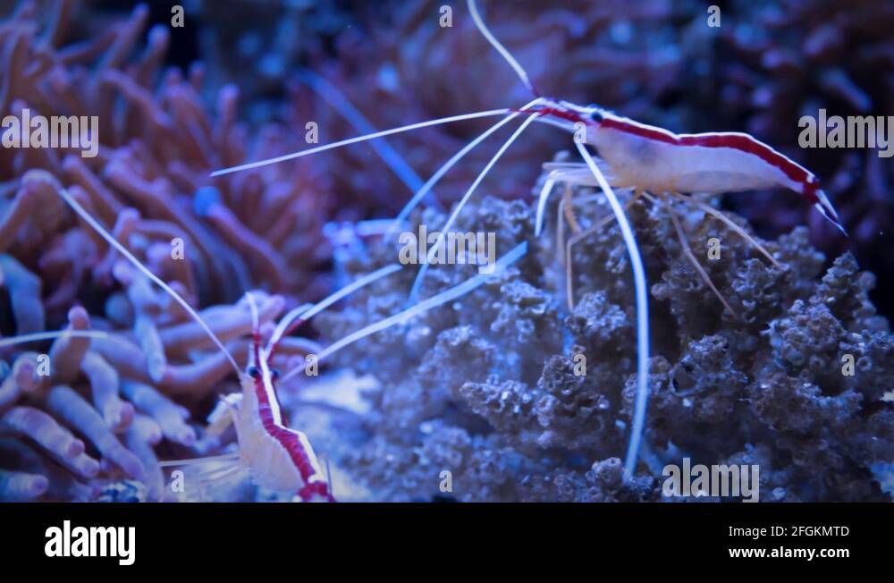 Two shrimp Stock Videos & Footage - HD and 4K Video Clips - Alamy