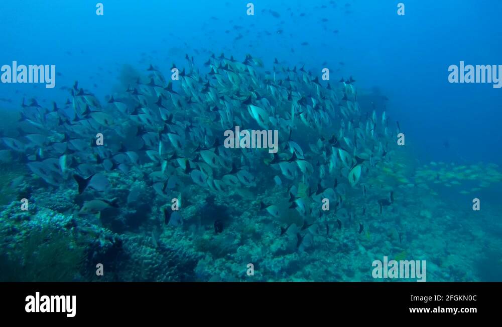 Massive school of Humpback Red Snapper, Lutjanus gibbus swim over reef ...