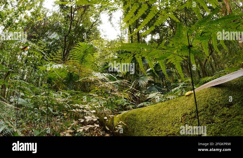 Australian natural environment Stock Videos & Footage - HD and 4K Video ...