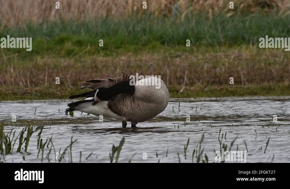 Preening tail feathers Stock Videos & Footage - HD and 4K Video Clips ...