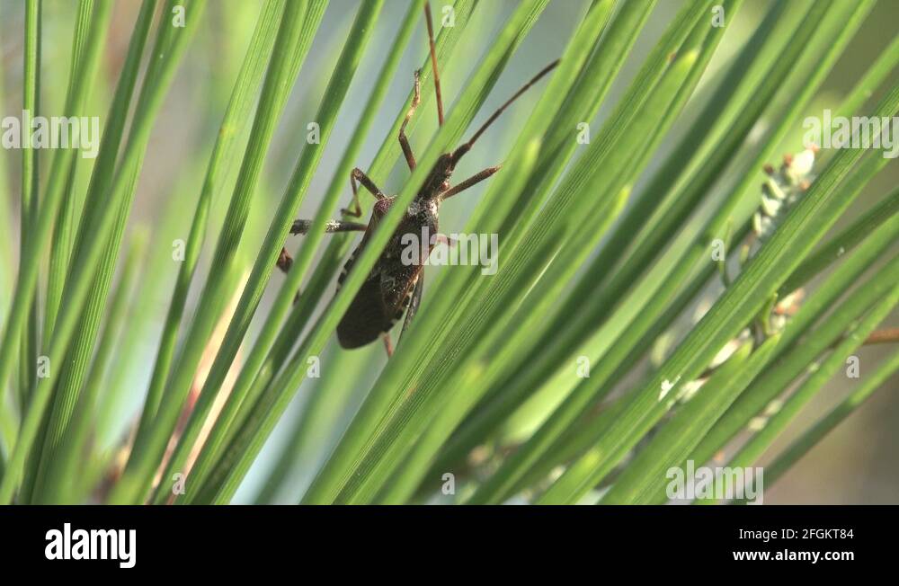 Assassin bug family Stock Videos & Footage - HD and 4K Video Clips - Alamy