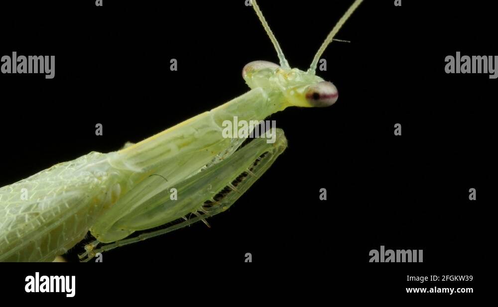 Mantodea mantises praying mantis Stock Videos & Footage - HD and 4K ...