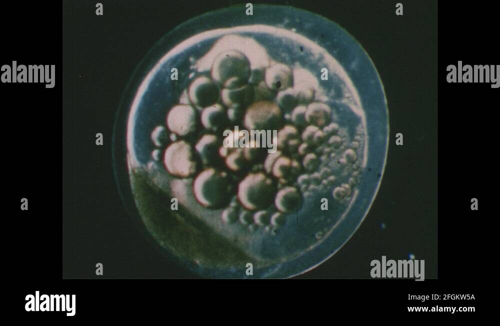 Animal embryo Stock Videos & Footage - HD and 4K Video Clips - Alamy