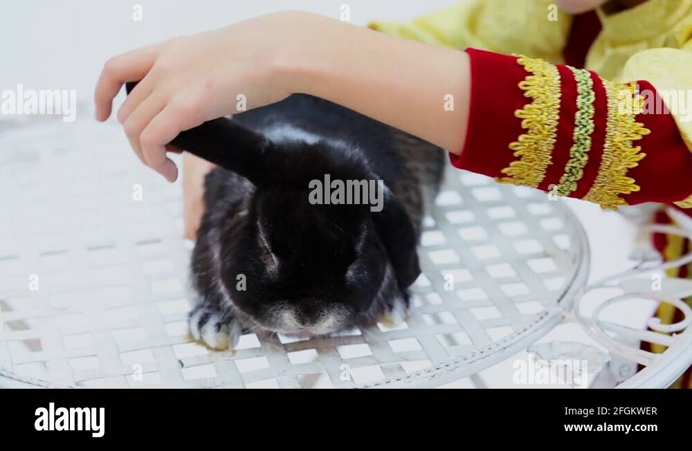 Native rabbit Stock Videos & Footage - HD and 4K Video Clips - Alamy