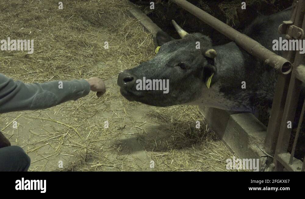 Human cow Stock Videos & Footage - HD and 4K Video Clips - Alamy