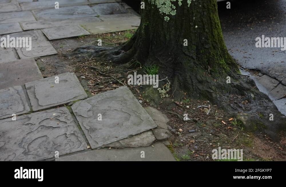 Pavement tree Stock Videos & Footage - HD and 4K Video Clips - Alamy