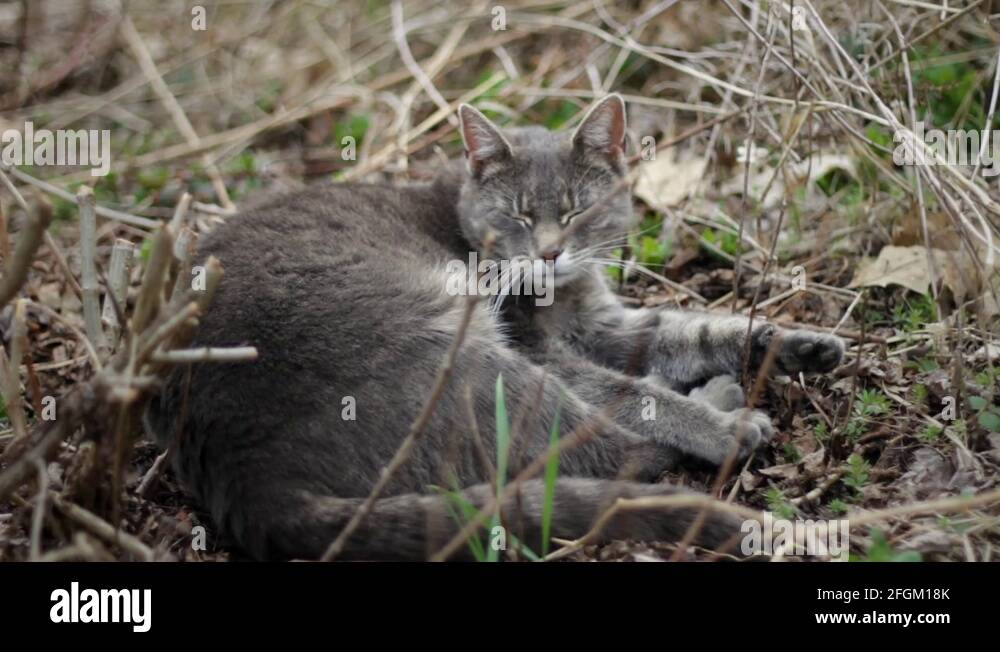 Female cat sitting Stock Videos & Footage - HD and 4K Video Clips - Alamy