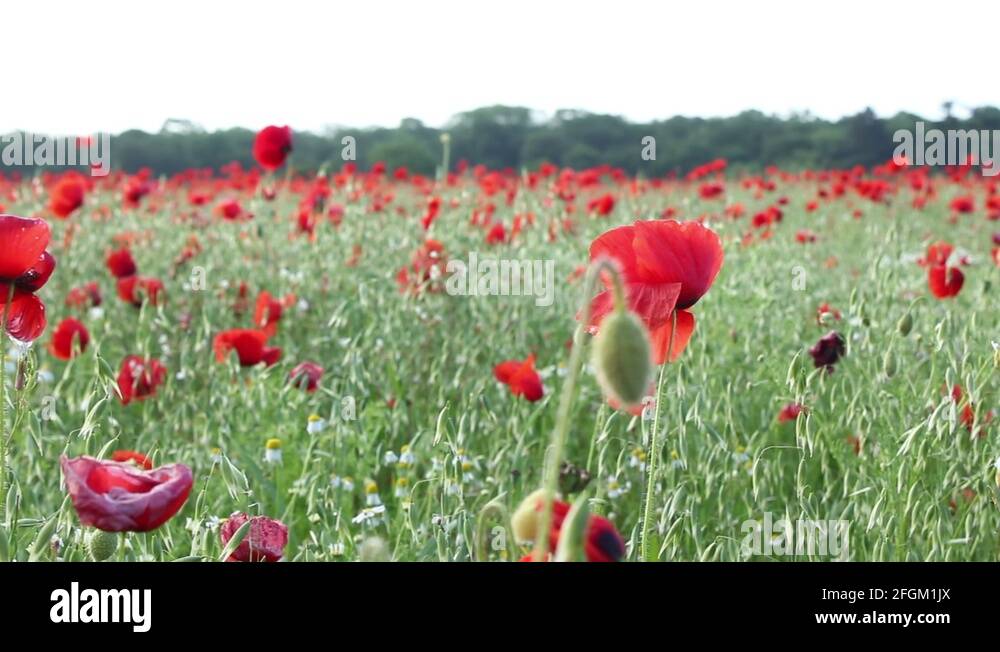Ww1 poppy Stock Videos & Footage - HD and 4K Video Clips - Alamy