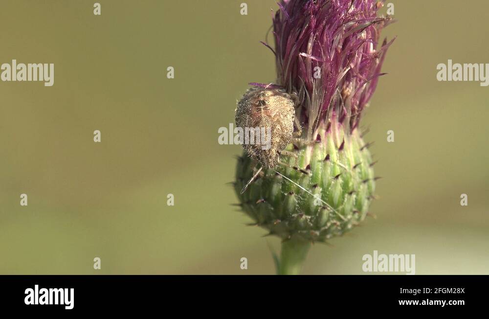 Pentatomidae beetle shield bugs sitt in flower green thistle macro 4k ...