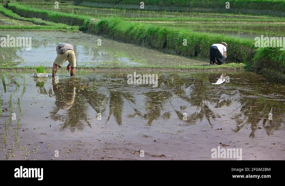 Balinese rice field in ubud Stock Videos & Footage - HD and 4K Video ...