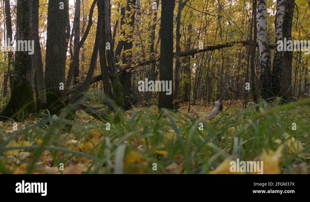 Calming fall scene Stock Videos & Footage - HD and 4K Video Clips - Alamy